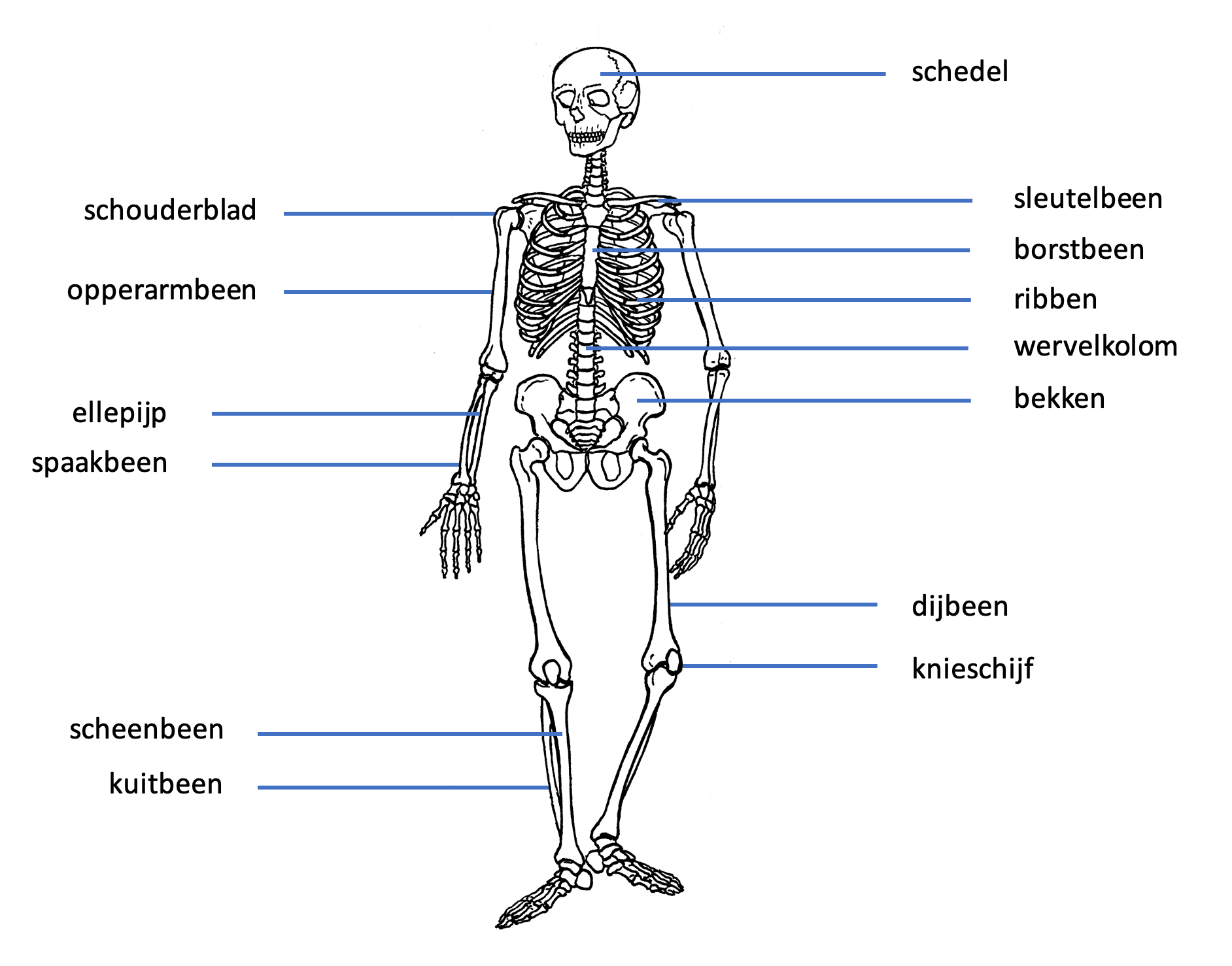 Het skelet – les 1 (binnenkort hier beschikbaar) Copy – Briljant Onderwijs